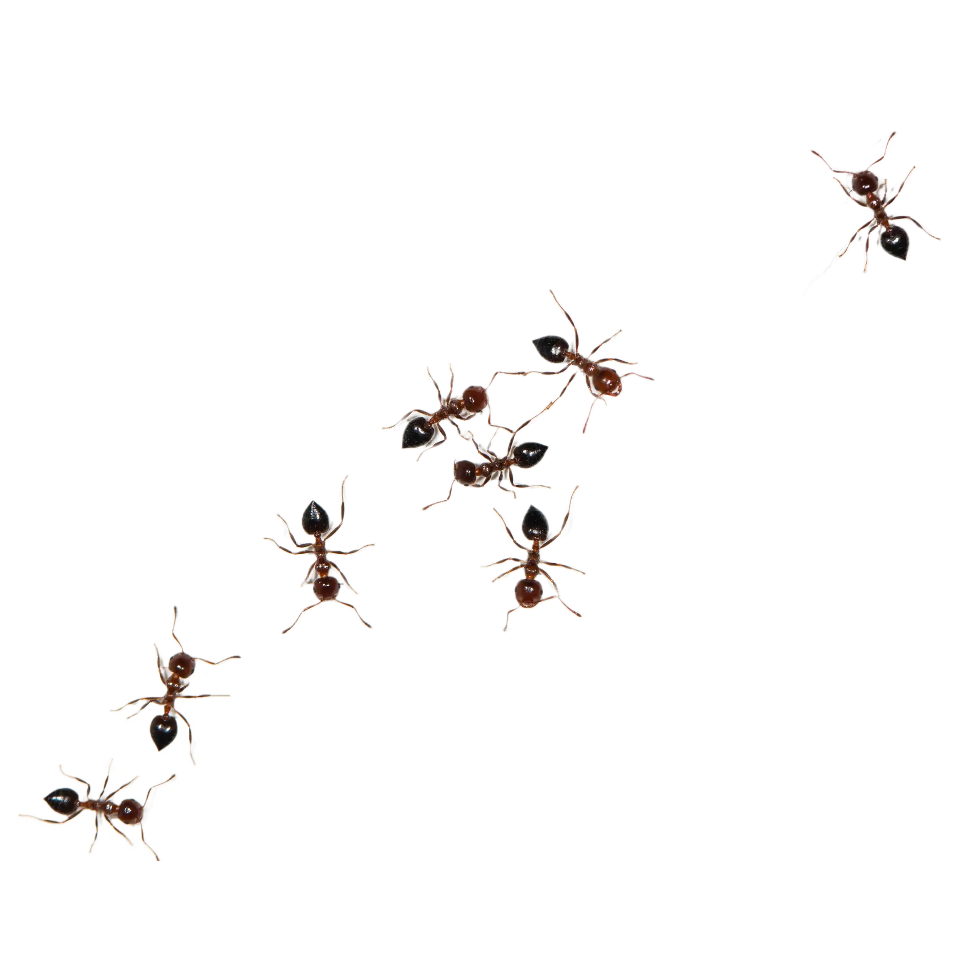 Ant Bite Identification: Symptoms, Treatment & Colony Tips